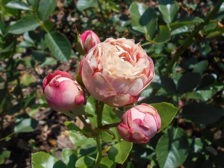 The Peculiar Green Roses: Different Types and Pictures | Florgeous