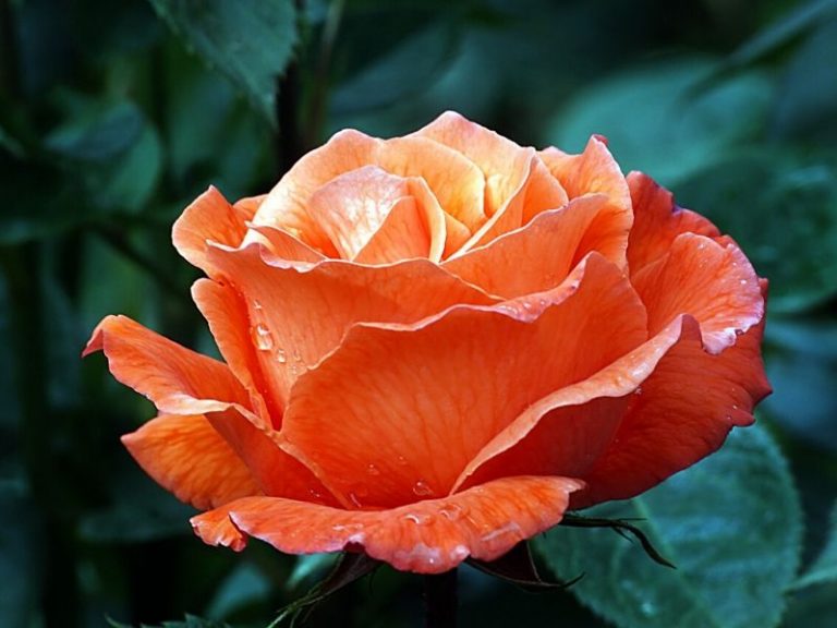 Orange Roses Meaning, Symbolism and Varieties You Can Grow | Florgeous