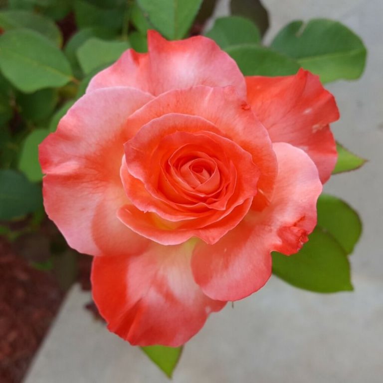 Orange Roses Meaning, Symbolism and Varieties You Can Grow | Florgeous