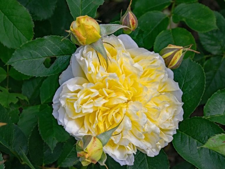 Yellow Roses Meaning, Symbolism and Varieties to Grow | Florgeous