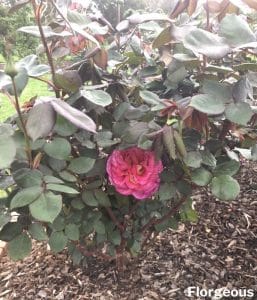 The Different Rose Types: Plant Facts and Images | Florgeous