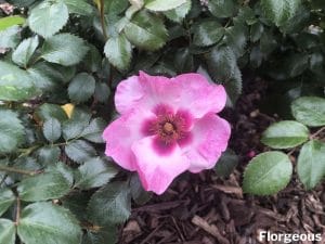 The Different Rose Types: Plant Facts and Images | Florgeous