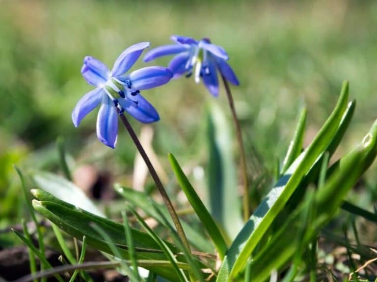 57 Pretty Blue Flowers with Names and Pictures | Florgeous