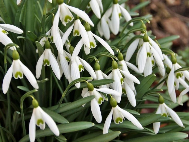 60 Spring Flowers That You Can Grow In Your Garden Today | Florgeous