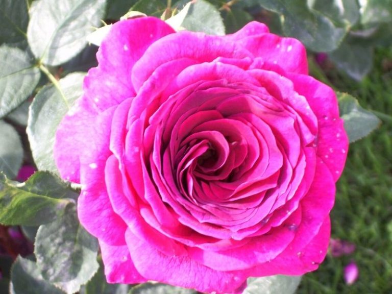 Enchanting Purple Roses: History and Meanings | Florgeous