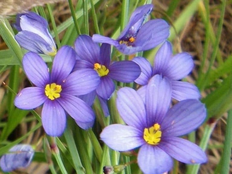 57 Pretty Blue Flowers with Names and Pictures | Florgeous