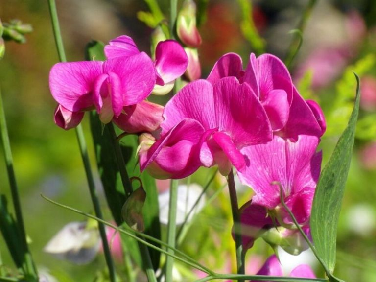 22 Flowers That Represent Strength and Perseverance in Tough Times ...