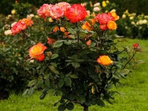 The Different Rose Types: Plant Facts and Images | Florgeous