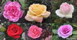 The Different Rose Types: Plant Facts and Images | Florgeous
