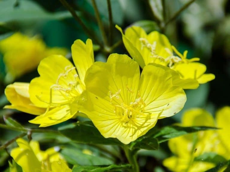 Pisces Birth Flower: Unraveling the Symbolism and Spiritual ...