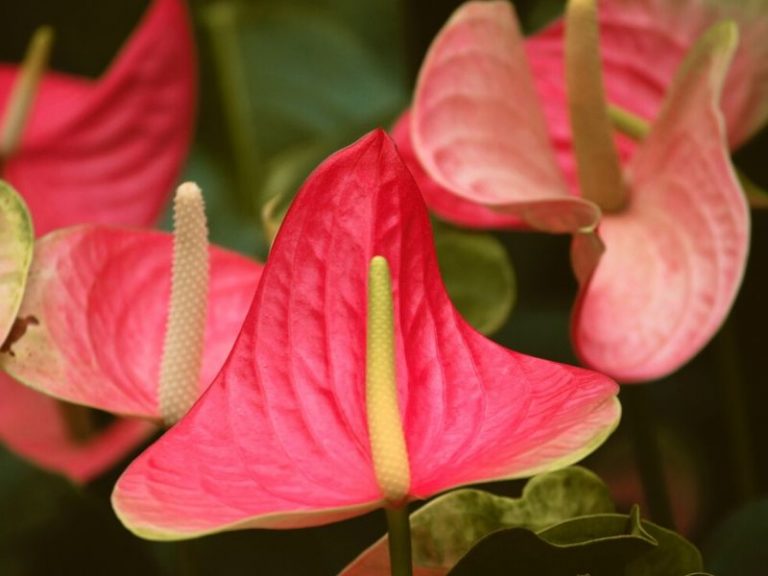 Top 40 Beautiful Tropical Flowering Plants With Names And Photos ...