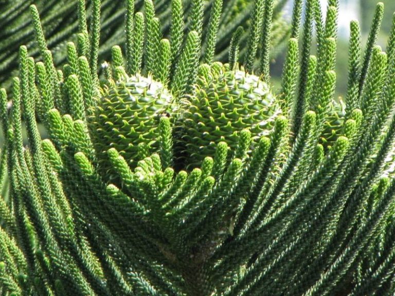 Top 40 Beautiful Tropical Flowering Plants With Names And Photos ...