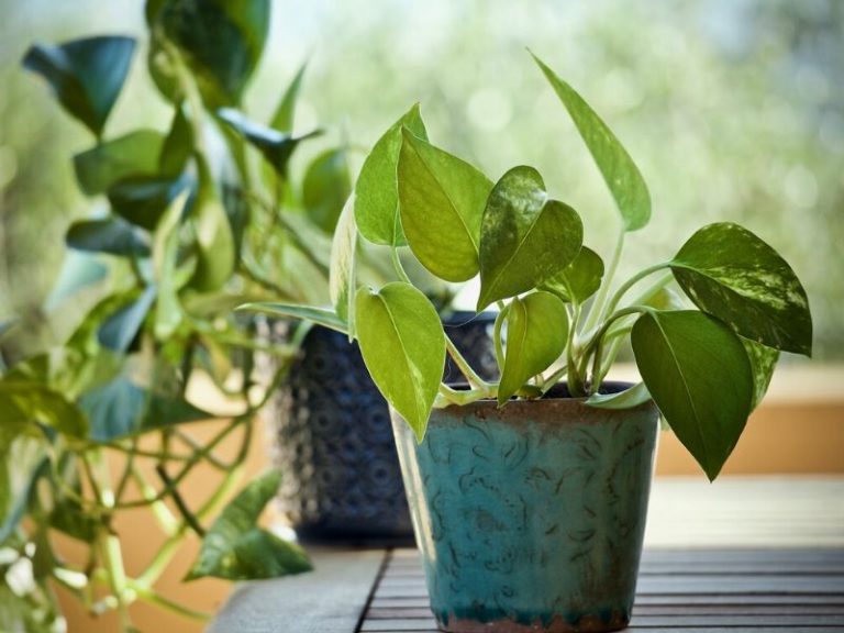 Top 21 Ornamental Plants To Grow in Your Garden | Florgeous