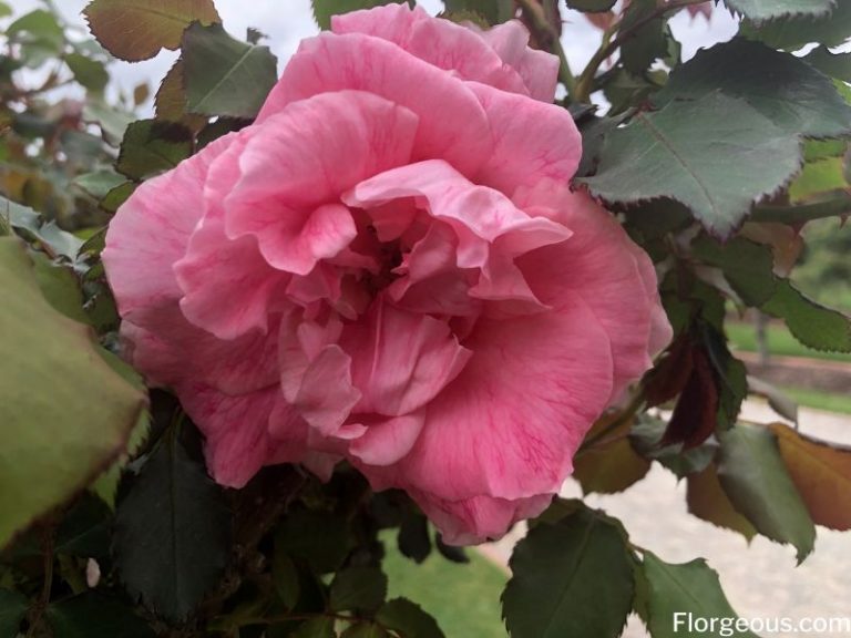 Pink Roses: History, Types and Meanings | Florgeous