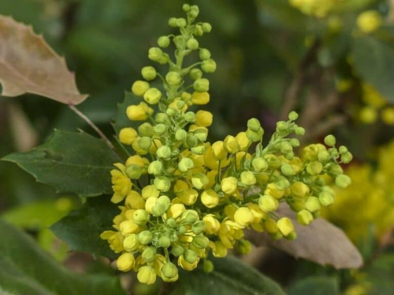 60 Winter Flowers: Enhance Your Garden with Blooms | Florgeous