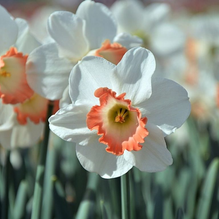 A Beginner's Guide to Growing Daffodils: Everything You Need To Know ...