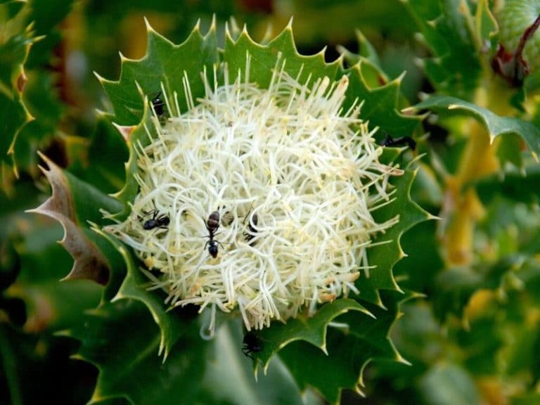 60 Flowering Plants for a Spectacular Autumn | Florgeous