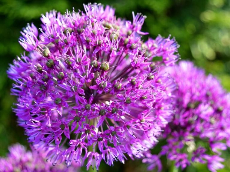 Top 55 Beautiful Pink Flowers For Your Garden | Florgeous