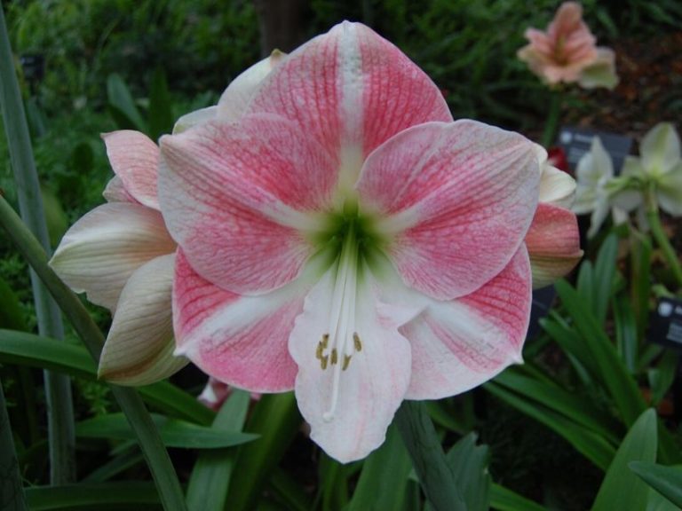 Top 55 Beautiful Pink Flowers For Your Garden | Florgeous