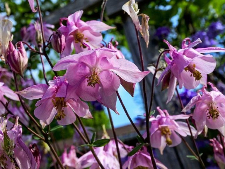 Top 55 Beautiful Pink Flowers For Your Garden | Florgeous