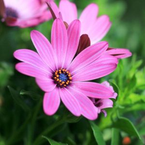 Top 55 Beautiful Pink Flowers For Your Garden | Florgeous