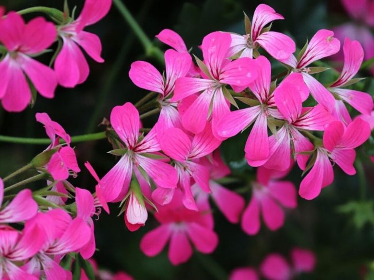 Top 55 Beautiful Pink Flowers For Your Garden | Florgeous