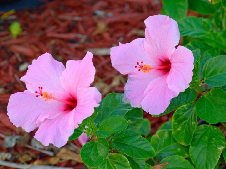 Top 55 Beautiful Pink Flowers For Your Garden | Florgeous