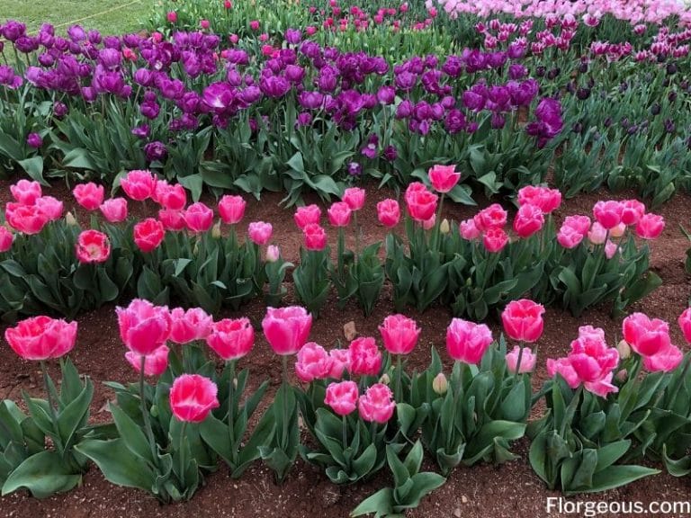 50 Tulip Types and Varieties, Divisions and Classifications | Florgeous