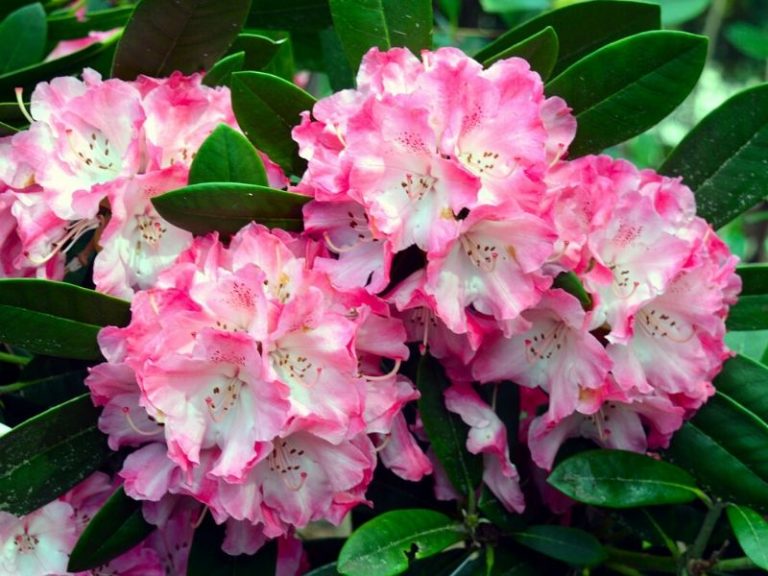 44 Best Types of Shrubs and Bushes to Grow in Your Garden | Florgeous