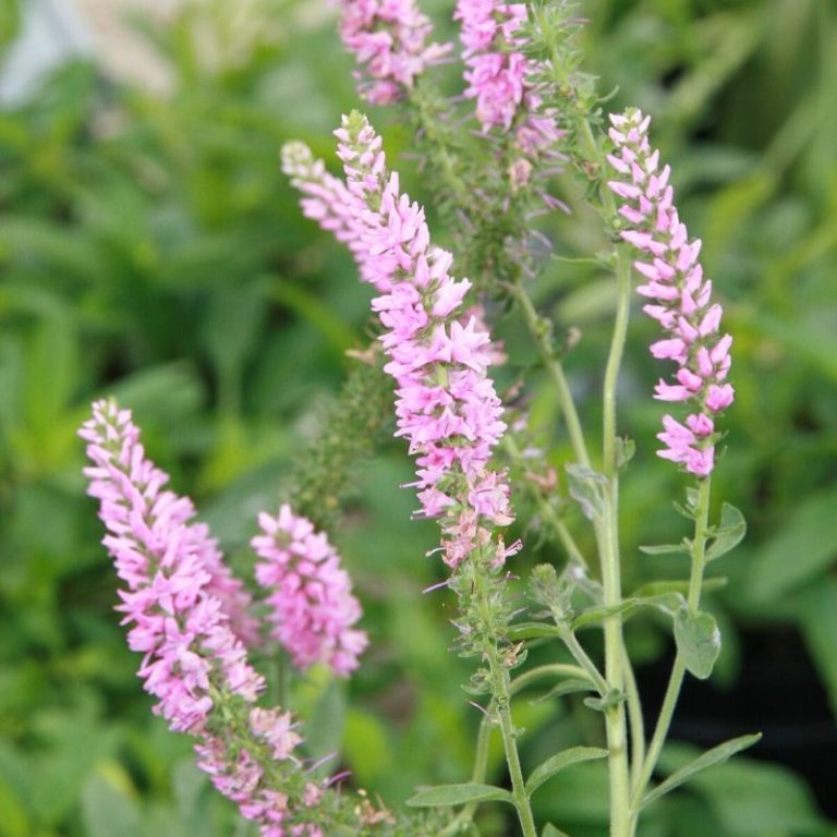 Top 55 Beautiful Pink Flowers For Your Garden | Florgeous