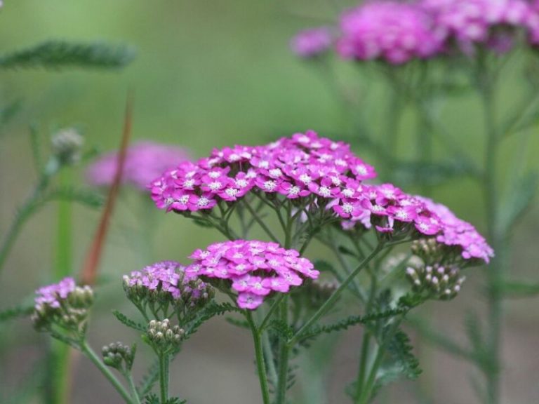 40 Best Perennial Flowers and Plants for Your Garden | Florgeous