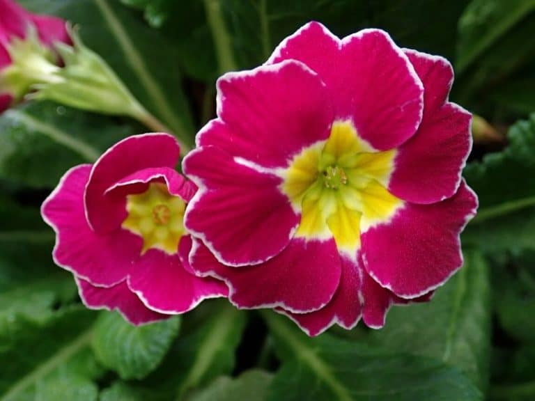 Top 60 Early to Late Spring Flowers to Plant for with Pictures | Florgeous