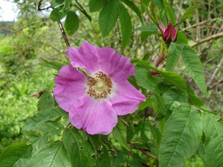 Pink Roses: History, Types and Meanings | Florgeous