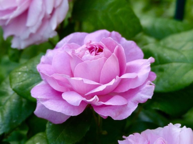 Pink Roses: History, Types and Meanings | Florgeous