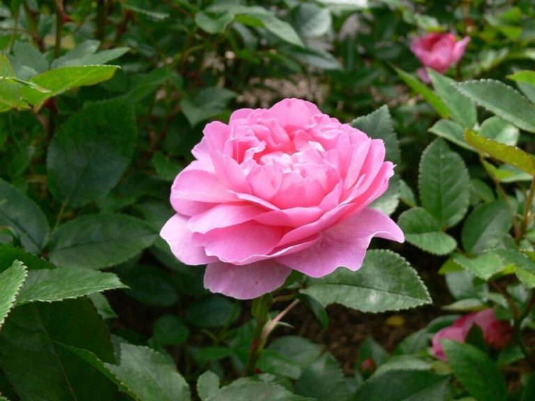 Pink Roses: History, Types and Meanings | Florgeous