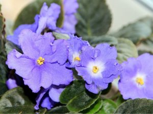 Violet (Viola) Flowers: Types, How to Grow and Care | Florgeous