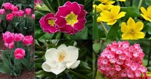 60 Spring Flowers That You Can Grow In Your Garden Today | Florgeous