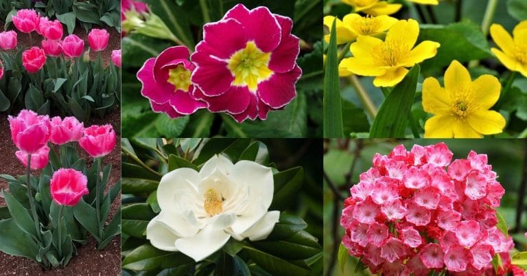 60 Spring Flowers That You Can Grow In Your Garden Today | Florgeous