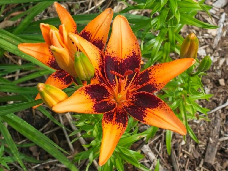 100 Different Types of Lilies for Your Perennial Beds Florgeous