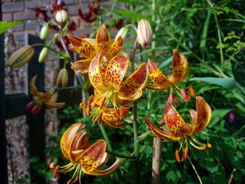 100 Lily Flowers: Varieties, Names and Pictures | Florgeous