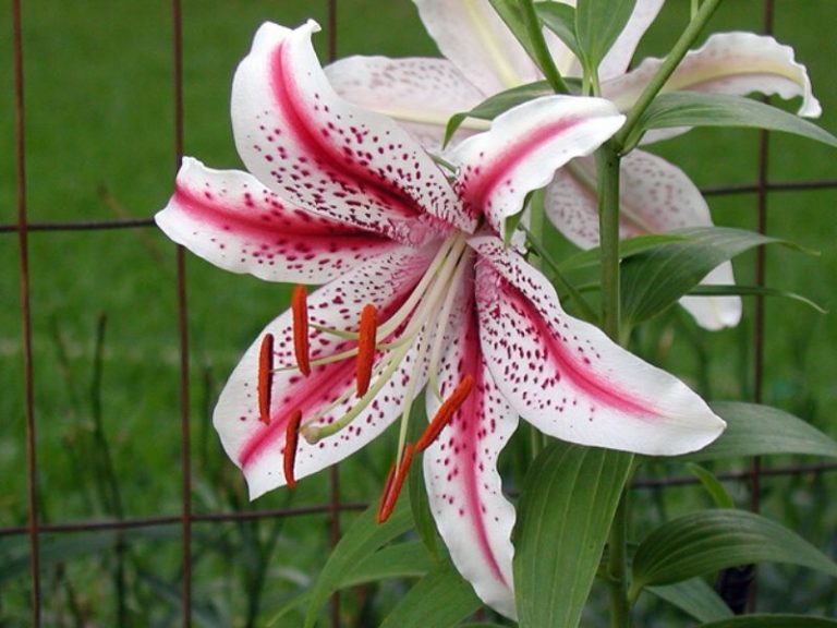 100 Different Types of Lilies for Your Perennial Beds Florgeous