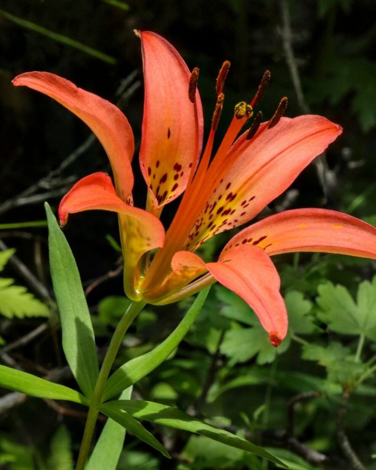 100 Different Types of Lilies for Your Perennial Beds Florgeous