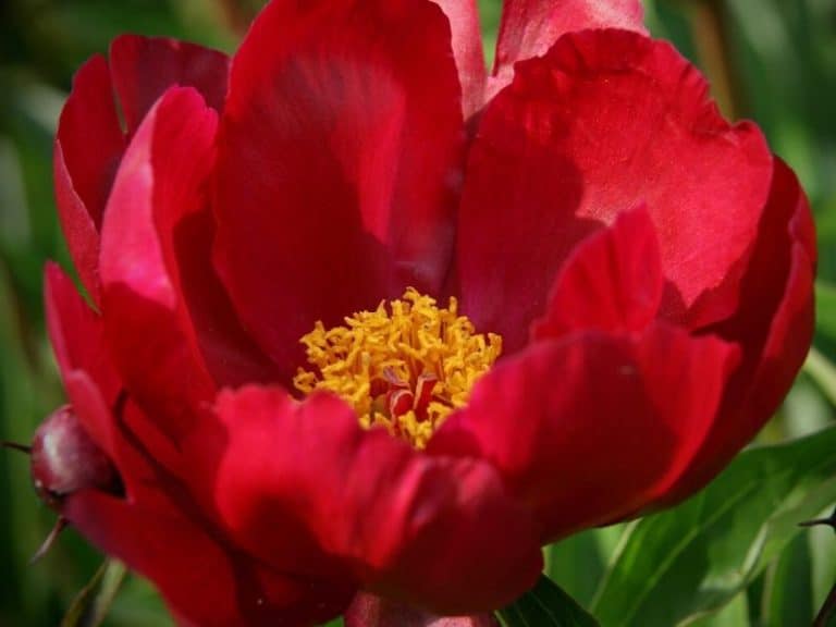 Peony: Flower Types, Pictures, How To Grow and Care | Florgeous