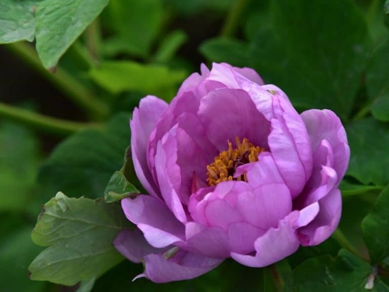 Peony: Flower Types, Pictures, How To Grow and Care | Florgeous