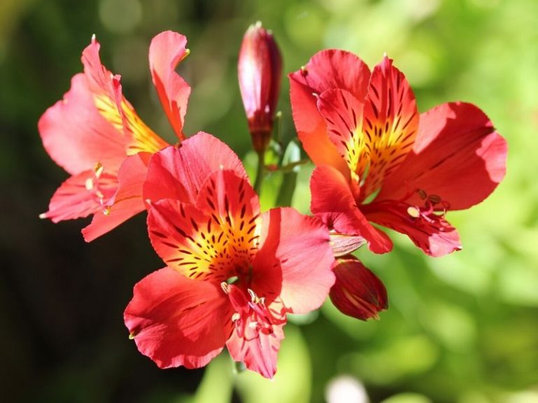 Top 62 Types of Plants With Red Flowers | Florgeous