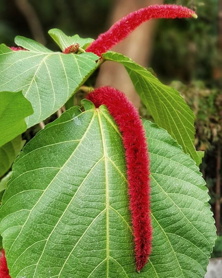 Top 62 Types of Plants With Red Flowers | Florgeous