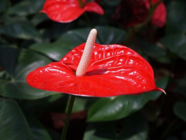 Top 62 Types of Plants With Red Flowers | Florgeous