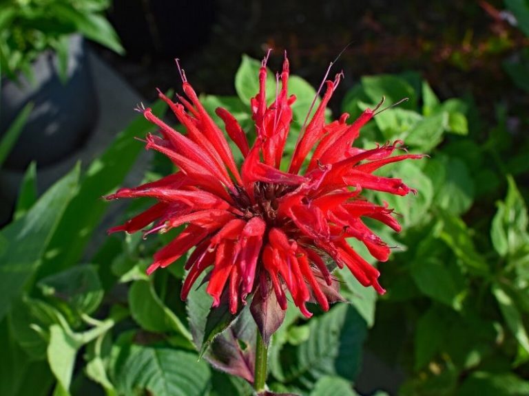 Top 62 Types of Plants With Red Flowers | Florgeous