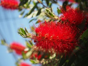 Top 62 Types of Plants With Red Flowers | Florgeous