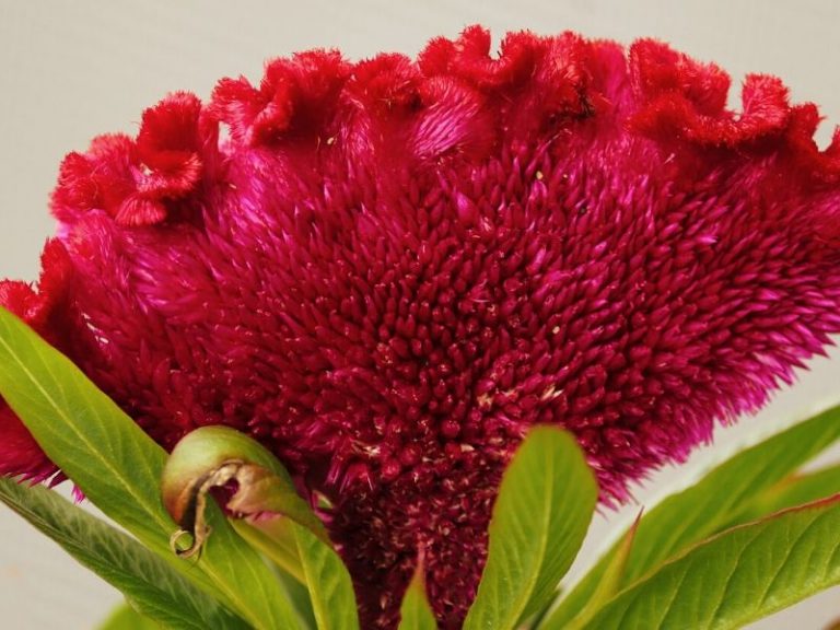 Top 62 Types of Plants With Red Flowers | Florgeous